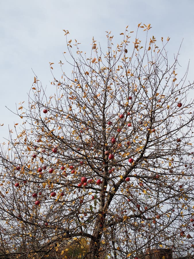 An Old Apple Tree with Overripe, Forgotten Apples in Autumn, without ...