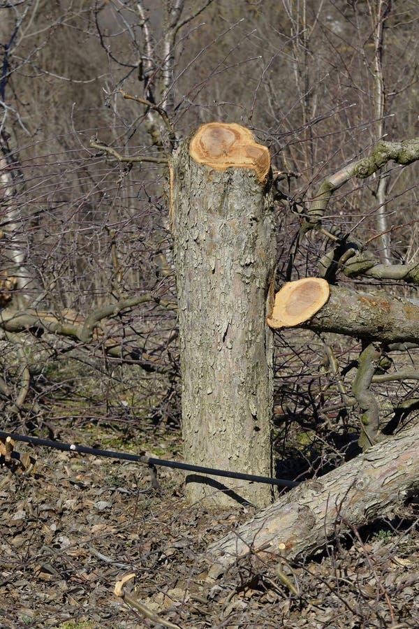 Old Apple Trees Cut in an Orchard Stock Photo - Image of handle ...
