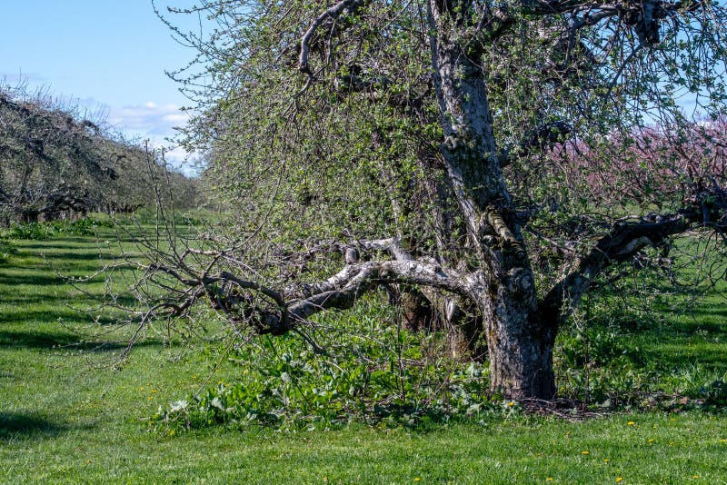Old Apple Tree Orchard