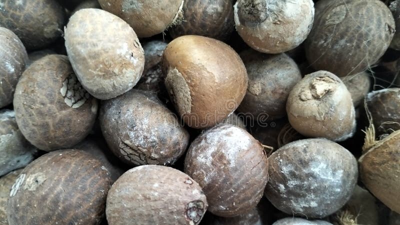 Fruit Old Areca Nut Plant Stock Photos - Free & Royalty-Free Stock ...