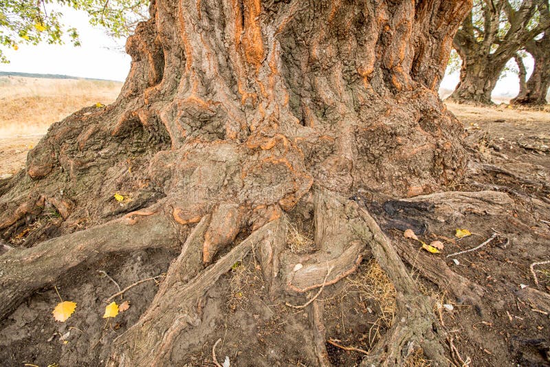 A Big Old Poplar Tree With An Impressive Trunk Stock Image - Image of ...