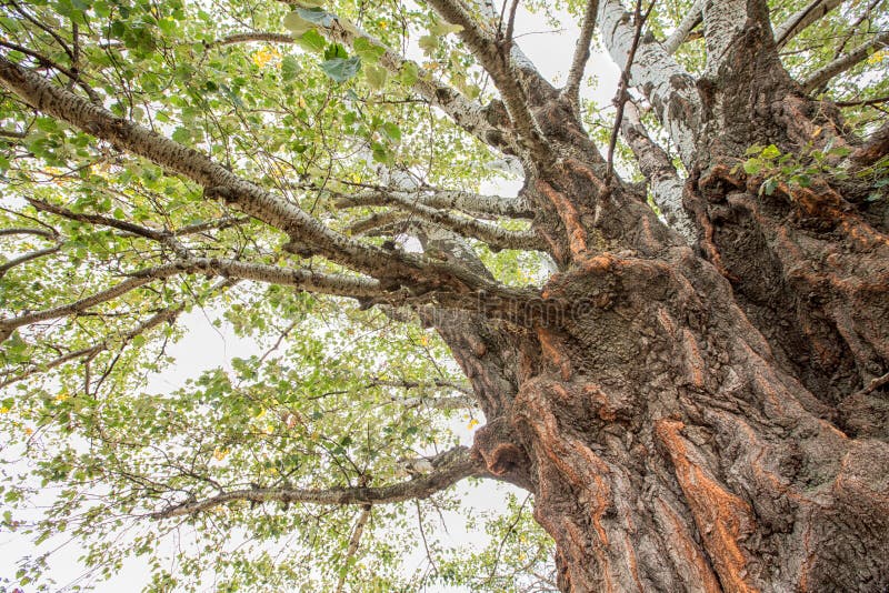 A Big Old Poplar Tree with an Impressive Trunk Stock Photo - Image of ...