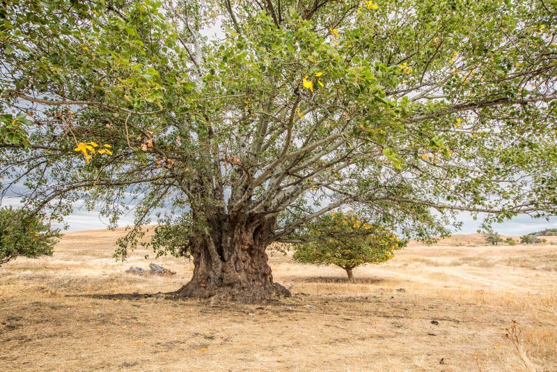 A Big Old Poplar Tree with an Impressive Trunk Stock Photo - Image of ...
