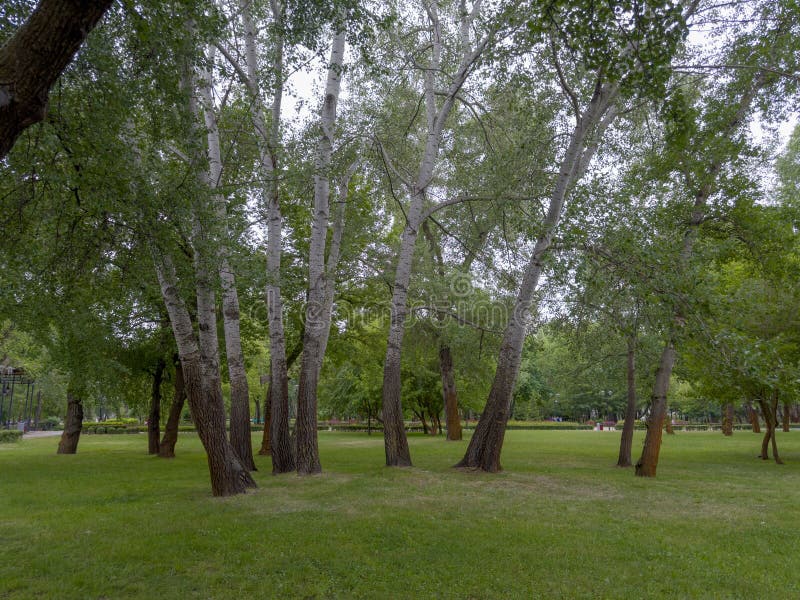 Old Aspens in Spring Park at Overcast Day Stock Image - Image of nature ...