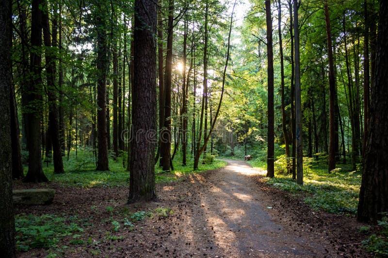 Old Asphalt Footpath in a Park Lit by Sunlight Stock Photo - Image of ...