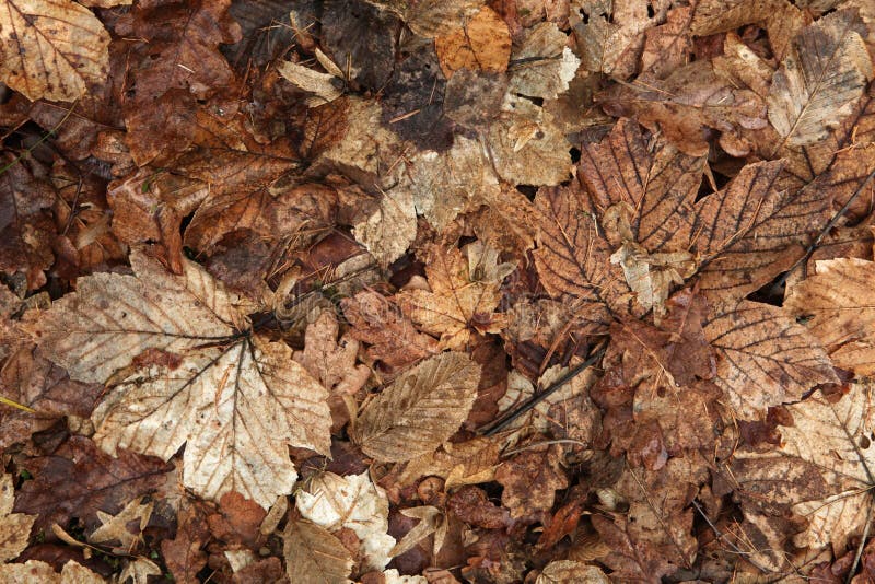 Old Autumn Leaves. the Background Texture. Stock Image - Image of fall ...