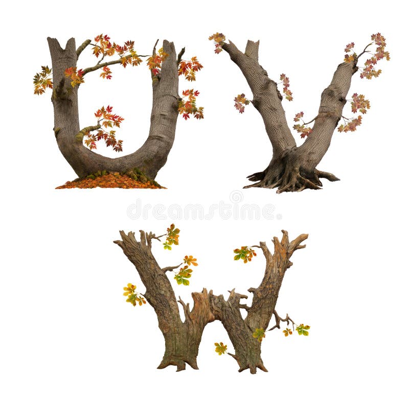 Old Autumn Tree Alphabet - Letters U-W Stock Illustration ...