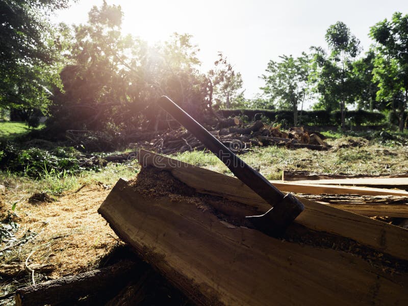 Old Axe in the Big Tree Log. Stock Image - Image of sawdust, blade ...