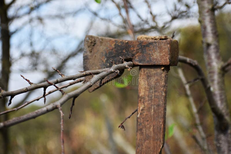 Old Axe Hanging on a Tree Branch. Stock Photo - Image of object, blade ...