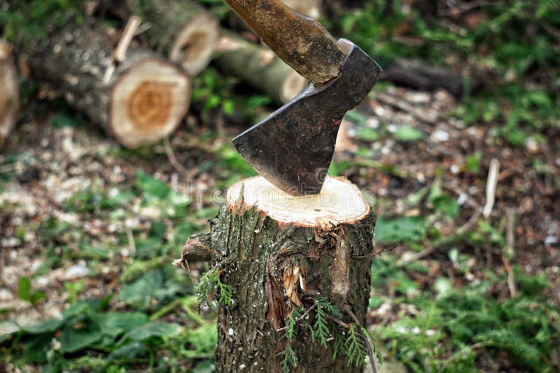 Axe in stump stock photo. Image of chop, wood, hatchet - 184313856