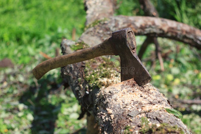 Axe in old tree trunk. stock photo. Image of nature, equipment - 21929276