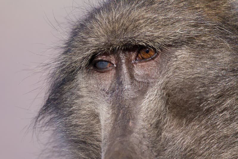 Old baboon stock photo. Image of body, africa, baboon - 58361192