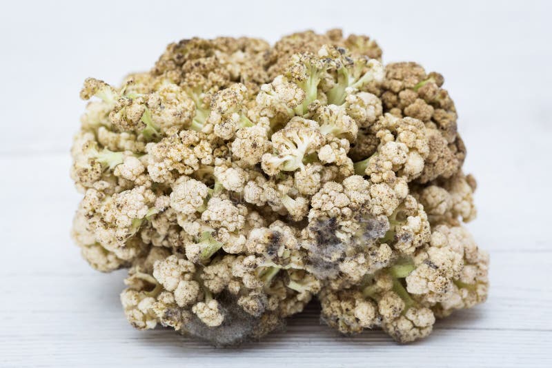 Mold On Rotten White Cabbage Stock Image - Image of black, thick: 76617657