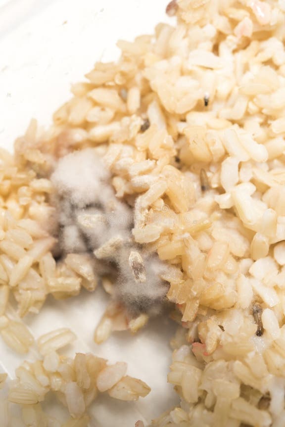 Old Bad Spoiled Rice in Plastic Box Stock Photo - Image of unhealthy ...