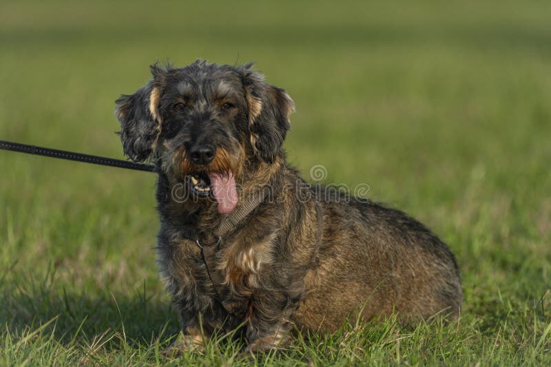 Old Badger Dog on Green Grass Meadow in Spring Evening Stock Photo ...