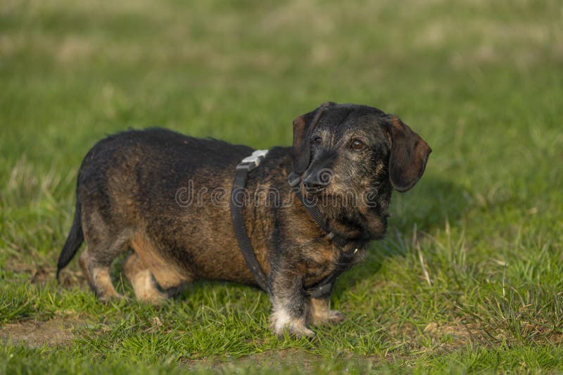 Old Badger Dog on Green Grass Meadow in Spring Evening Stock Image ...
