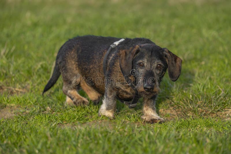 Old Badger Dog on Green Grass Meadow in Spring Evening Stock Photo ...