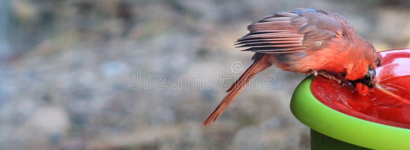 Old & Balding- Cardinal Stock Photo - Image of feathers, balding: 53770478