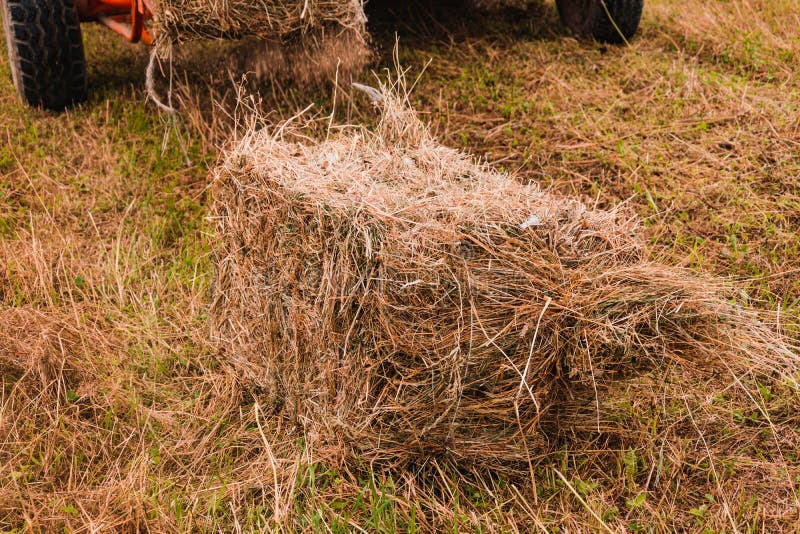 Old Bale Press, Hay Harvesting in the Village for Cattle, Press Work ...