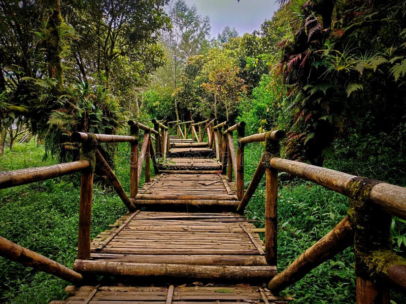 Old Bamboo Bridge in the Jungle Stock Image - Image of jungle, bamboo ...