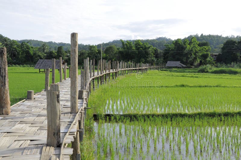 Old Bamboo Bridge in Paddy Rice Green Field Stock Image - Image of farm ...