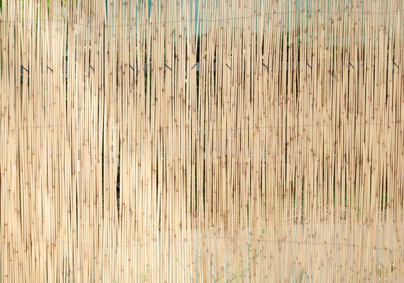 Old Bamboo Reed Texture. Cane Pattern Stock Image - Image of decor ...