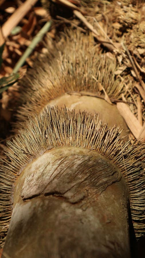 Old Bamboo Root, Brown Background, Texture Stock Photo - Image of ...