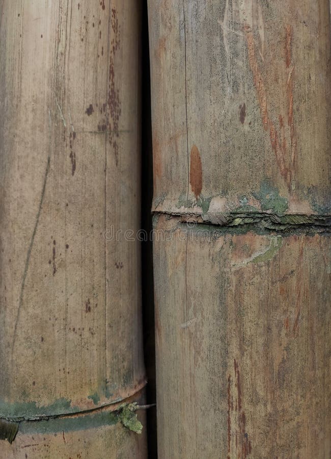 Old Bamboo Tree with Natural Colors Stock Photo - Image of jungle ...