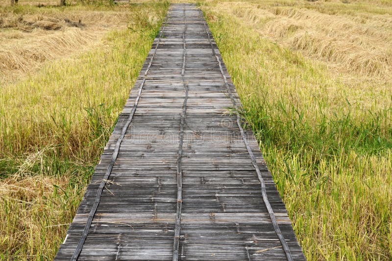 Old bamboo weave bridge stock photo. Image of agriculture - 280606402