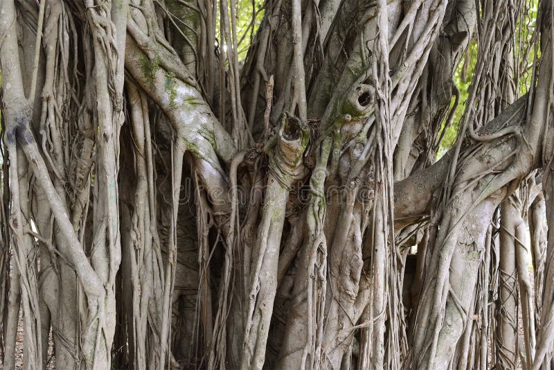 Old Banyan Tree Miami Stock Photos - Free & Royalty-Free Stock Photos ...