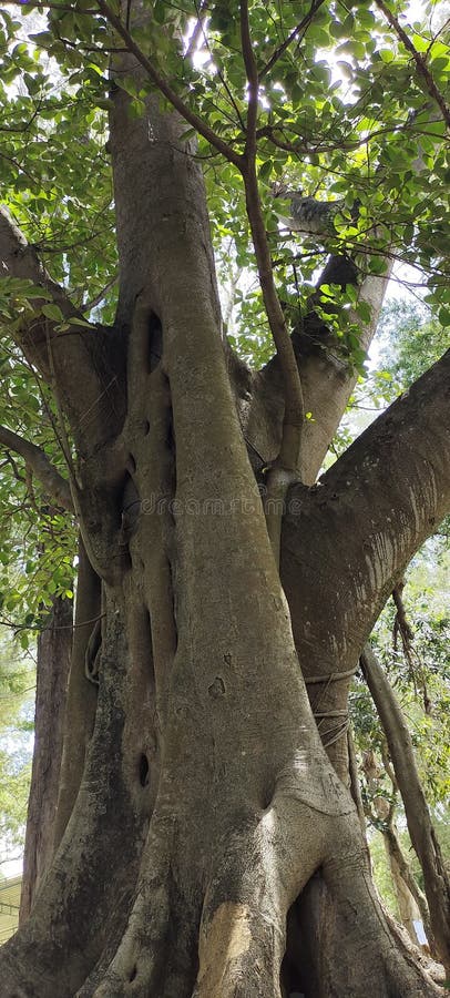 Old banyan tree stock photo. Image of branch, banyan - 258343852