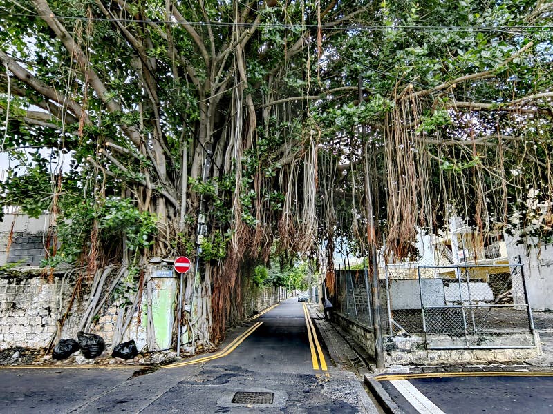 Old Banyan Tree in the Capital of Mauritius Port Louis. Stock Image ...