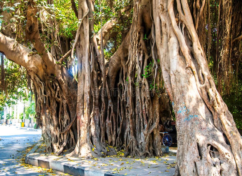 Old Banyan Tree in Downtown Cairo Stock Image - Image of travel, roots ...
