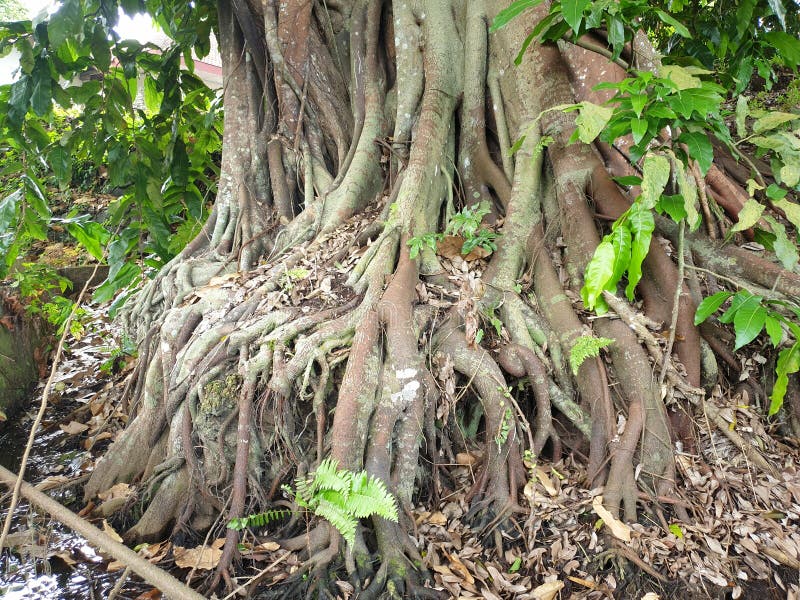 An Old Banyan Tree that Has Big and Many Roots Stock Image - Image of ...