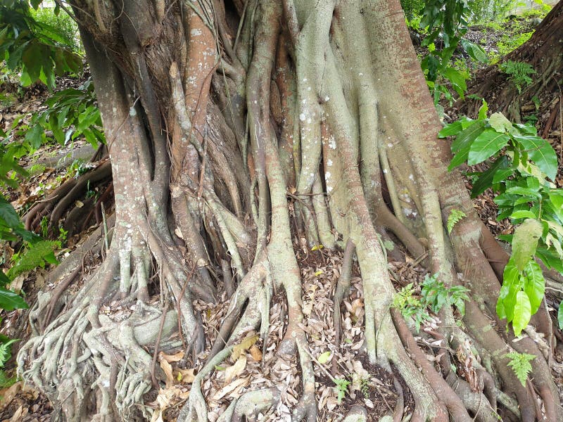 An Old Banyan Tree that Has Big and Many Roots Stock Photo - Image of ...