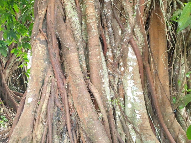 An Old Banyan Tree that Has Big and Many Roots Stock Photo - Image of ...