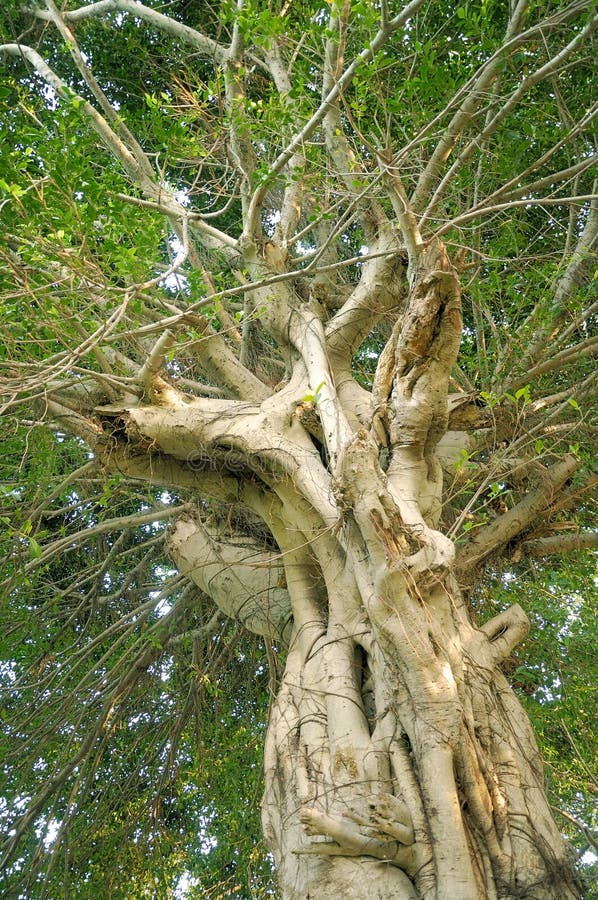Giant Bodhi Tree, Anuradhapura, Sri Lanka Stock Image - Image of color ...