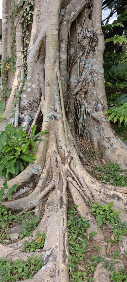 Banyan Tree stock photo. Image of green, plant, branch - 304165328