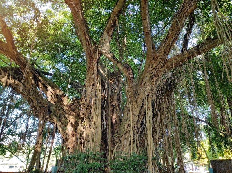 Dangling Roots Stock Photos - Free & Royalty-Free Stock Photos from ...