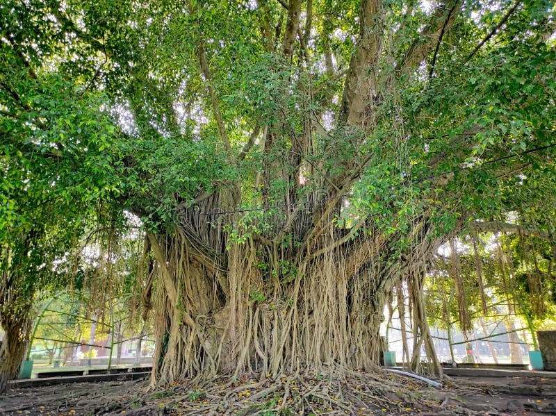 Dangling Roots Stock Photos - Free & Royalty-Free Stock Photos from ...
