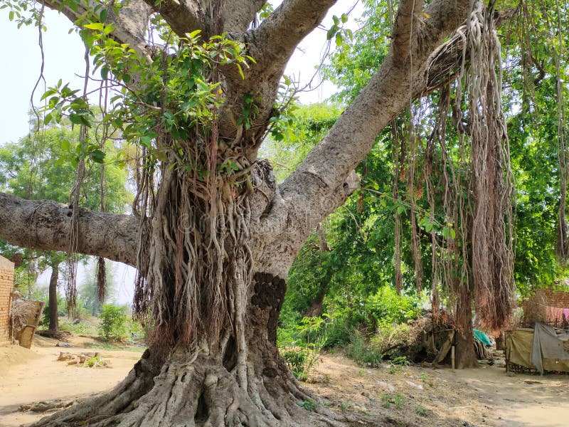 Old Banyan Tree the Main Trunk and Its Branches. Stock Image - Image of ...