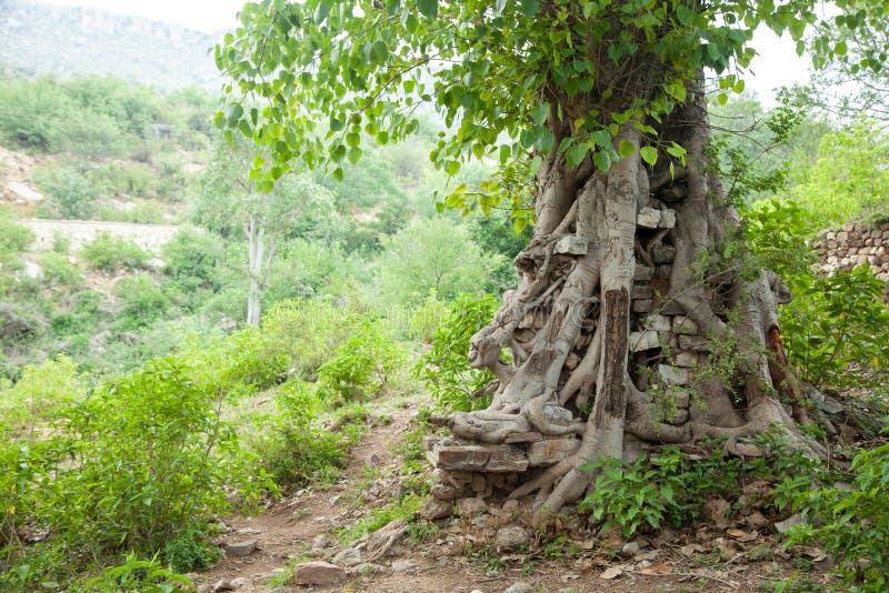 Old Banyan Tree and Ruins of a Temple Stock Photo - Image of deciduous ...