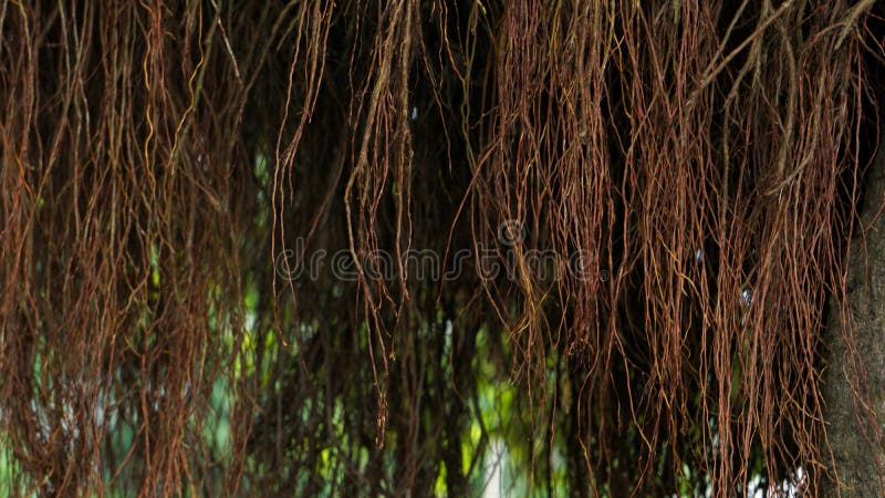 Old Banyan Tree Roots. Background Made of Banyan Tree Roots Stock Image ...