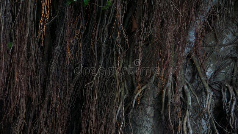 Old Banyan Tree Roots. Background Made of Banyan Tree Roots Stock Image ...