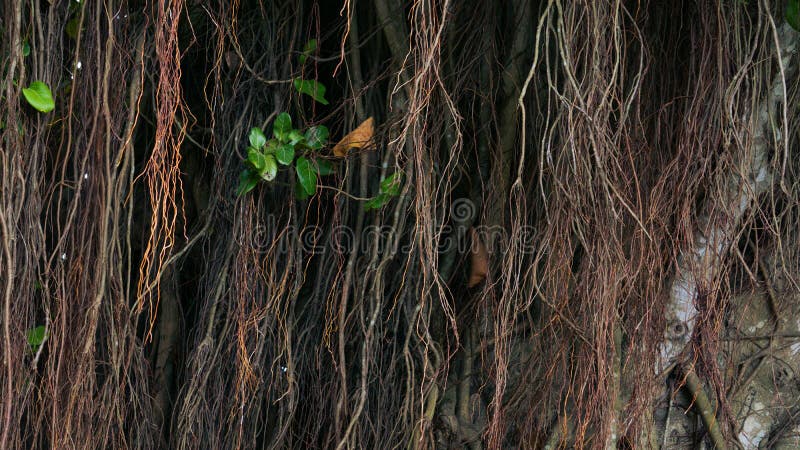 Old Banyan Tree Roots. Background Made of Banyan Tree Roots Stock Image ...