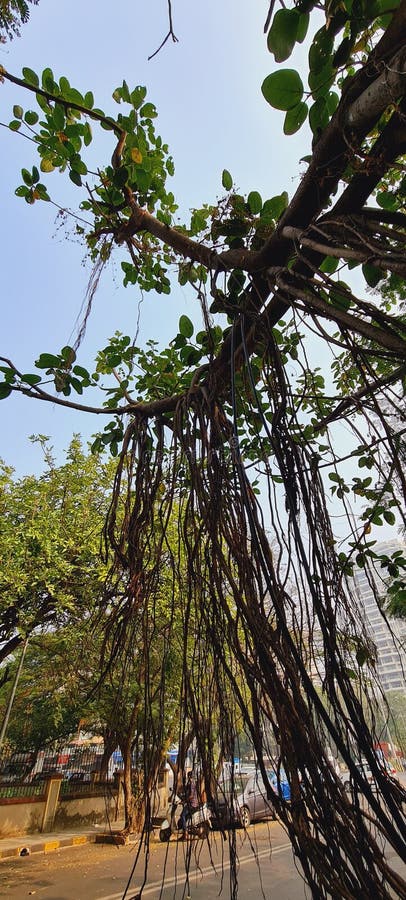 Old Banyan Tree with Roots in City Editorial Photo - Image of banyan ...