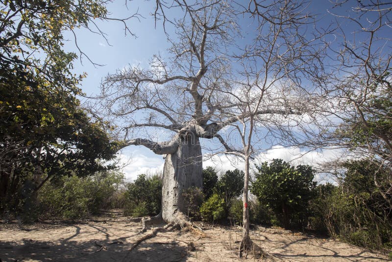 Old Baobab, Northern Madagascar Stock Photo - Image of woodland, wood ...