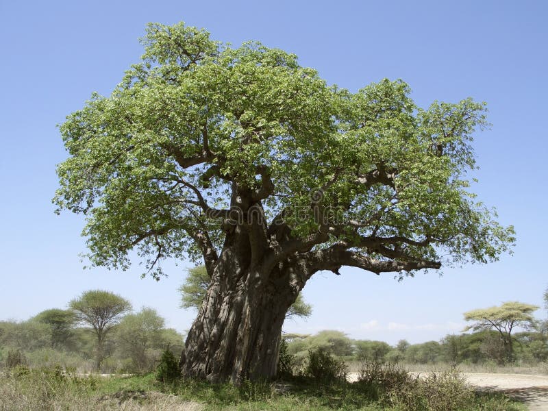 Old Baobab tree stock photo. Image of deciduous, culture - 22452640