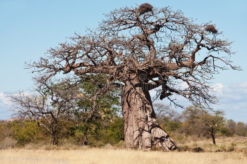 Old baobab tree stock photo. Image of bush, grass, exotic - 9726422