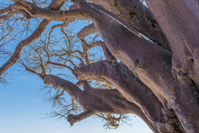 Old Baobab Trees Along Nxai Pan, Botswana Stock Photo - Image of branch ...